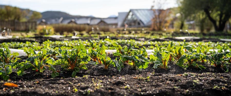 Don Tito: Un héroe de nuestra huerta biointensiva