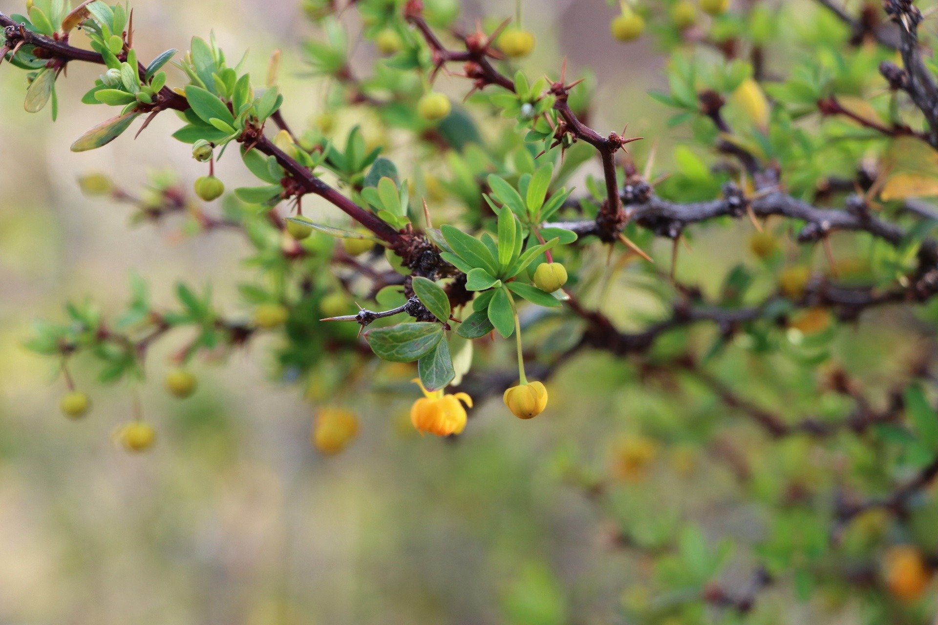 Patagonian Colors: A Guide to the Flora of Torres del Paine