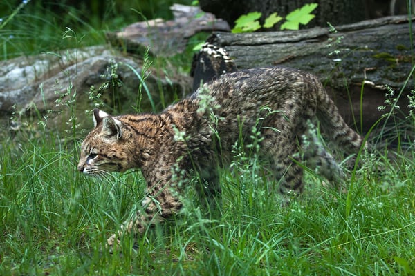 Geoffroy's Cat: A Cat that Went from Myth to Fame in Las Torres Reserve