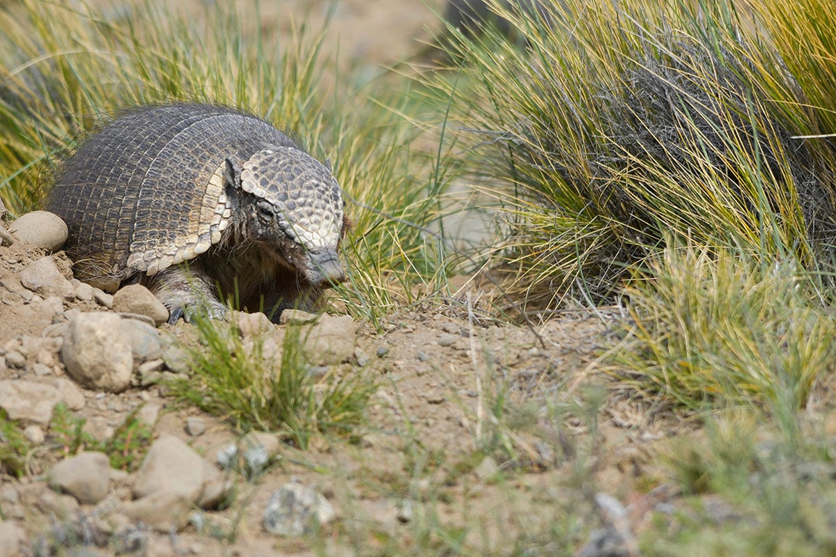 5 animals you didn't know lived in Torres del Paine