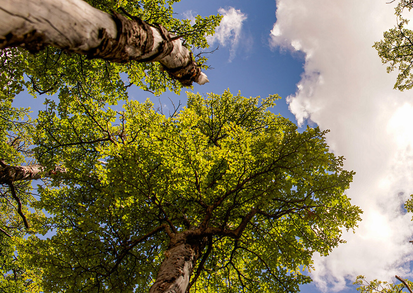 Bosques de lengas en Torres del Paine