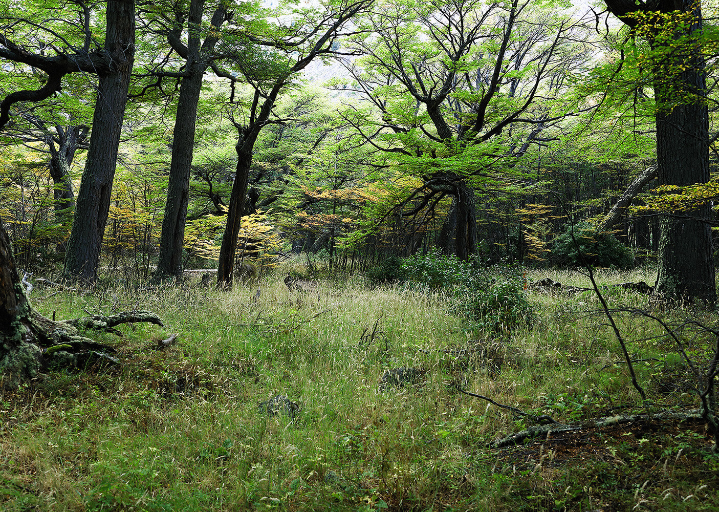 Bosques de lengas en Torres del Paine