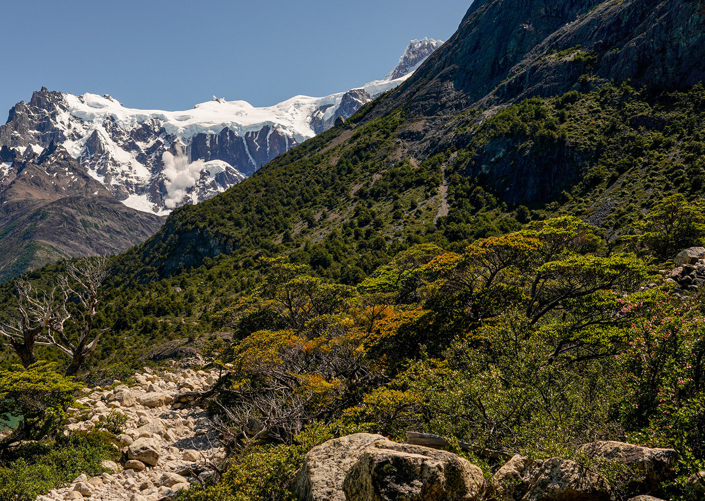 Bosques de lengas en Torres del Paine