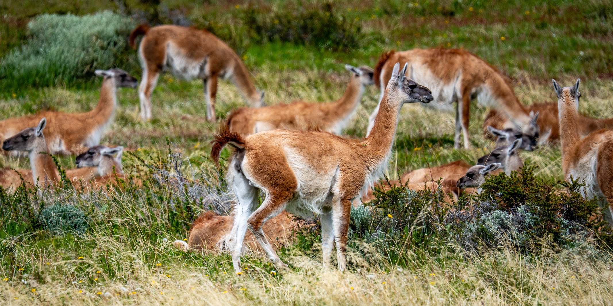 The History of the Indigenous People of Torres del Paine